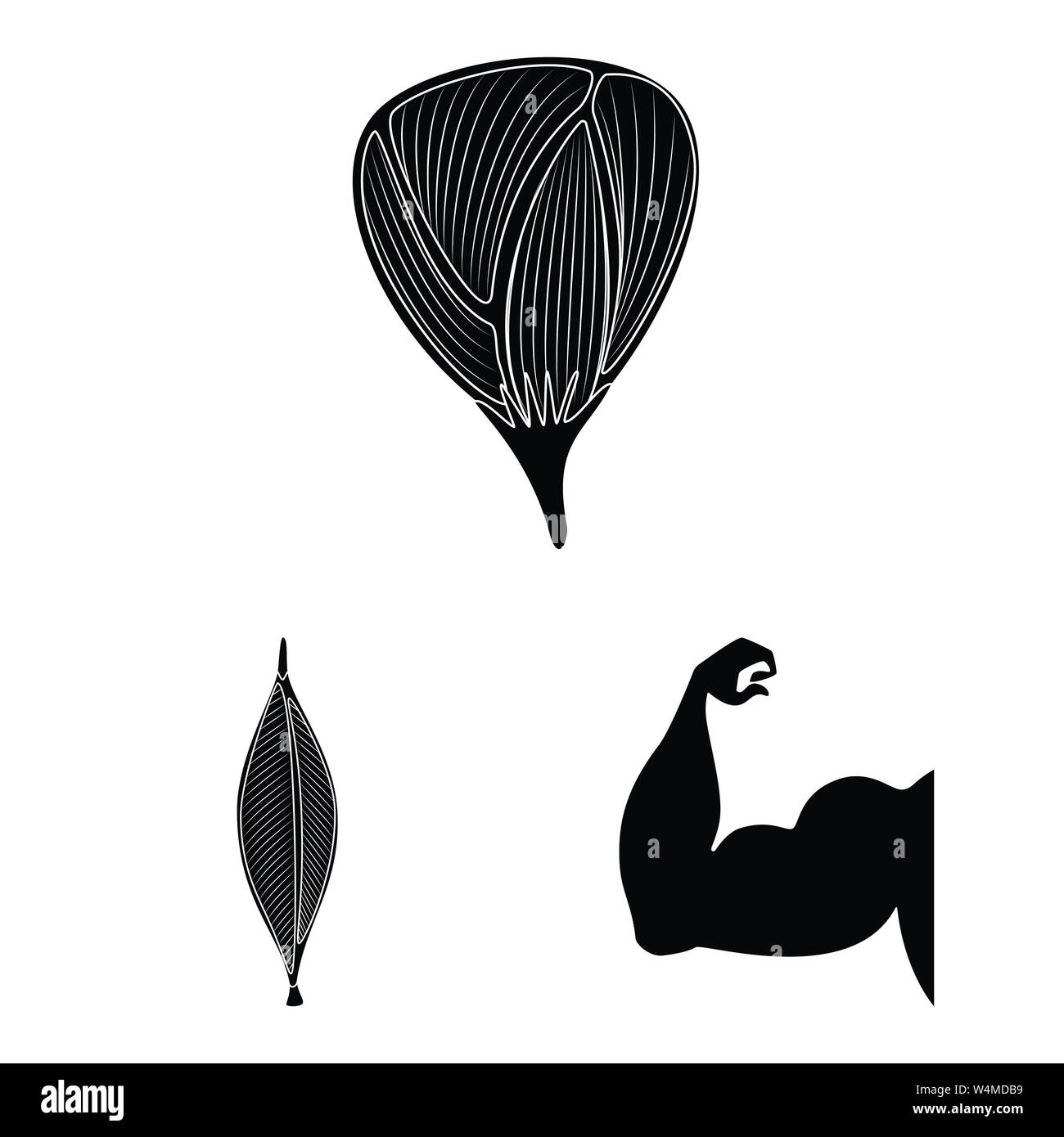 Isolated object of human and body logo. Set of human and cells stock ...