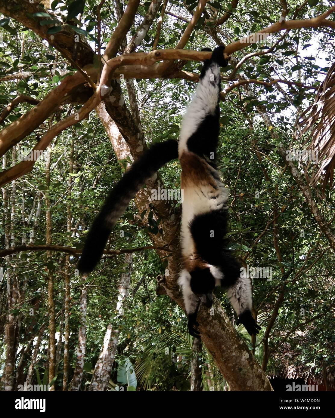 Portrait of hanging black-and-white ruffed lemur aka Varecia variegata ...