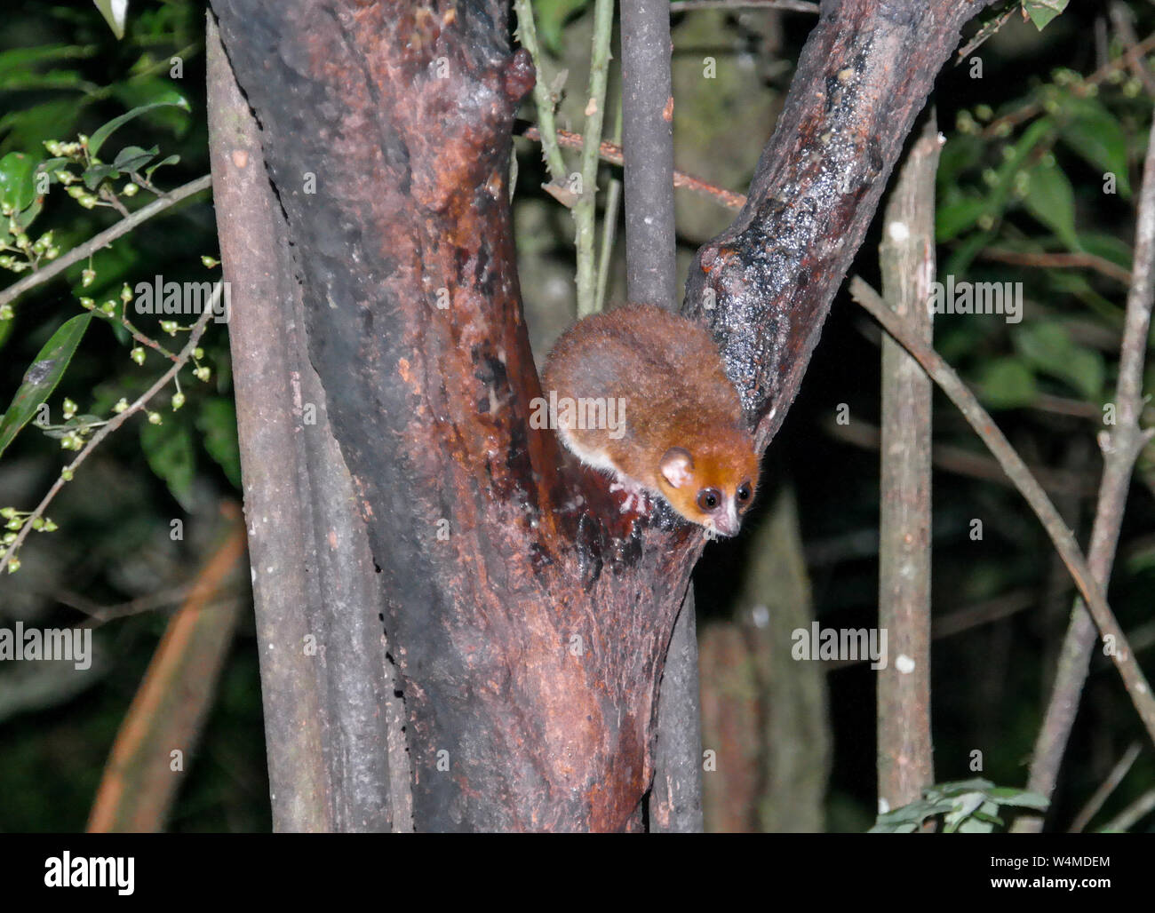 Night Portrait of the brown mouse lemur Microcebus rufus aka eastern ...