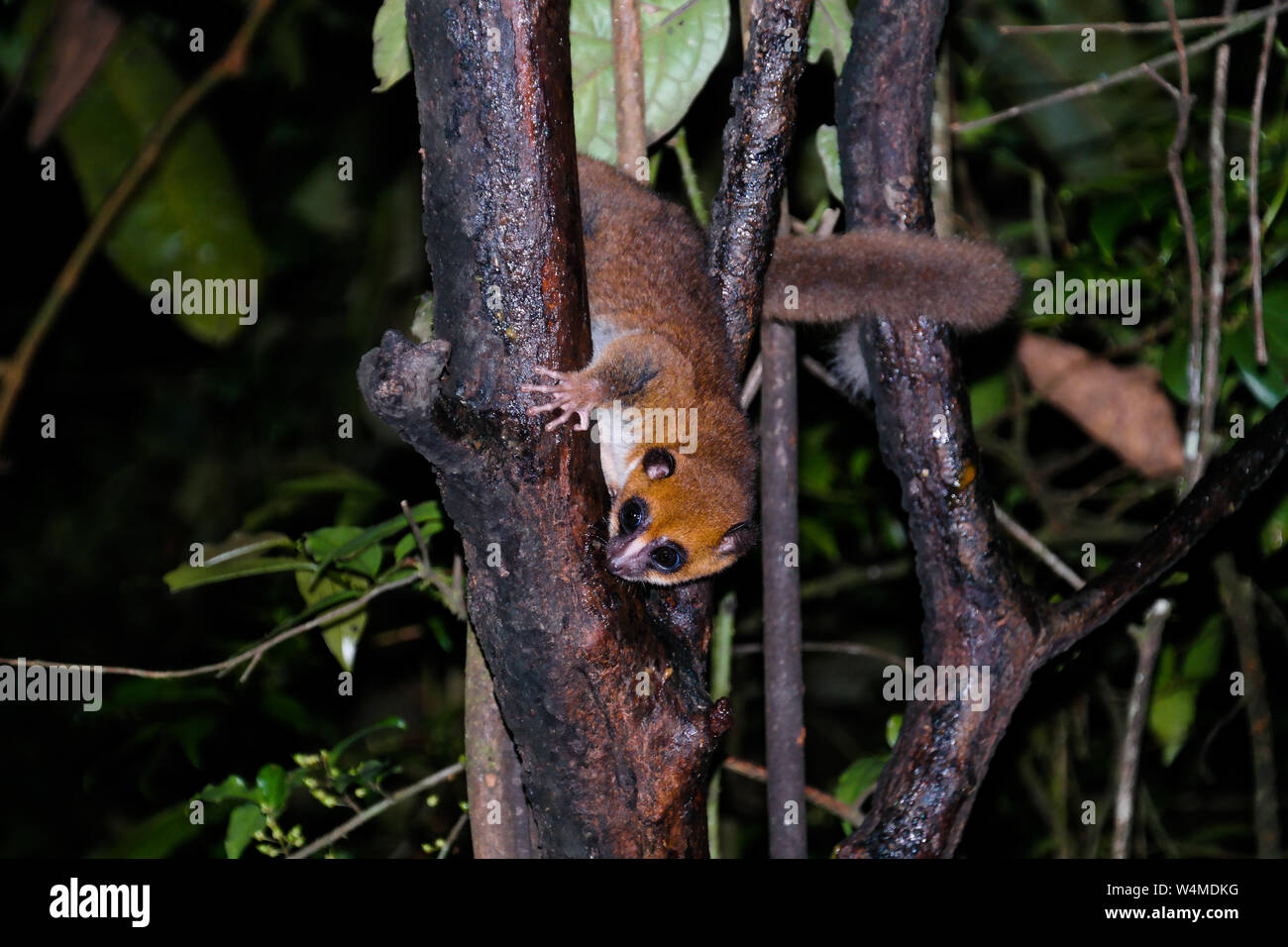 Night Portrait of the brown mouse lemur Microcebus rufus aka eastern ...