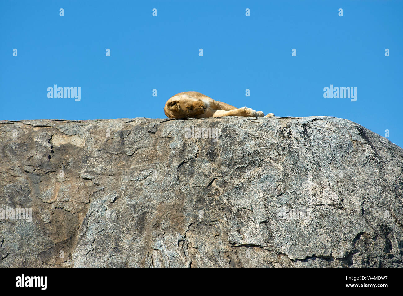 Kopje ecosystem hi-res stock photography and images - Alamy