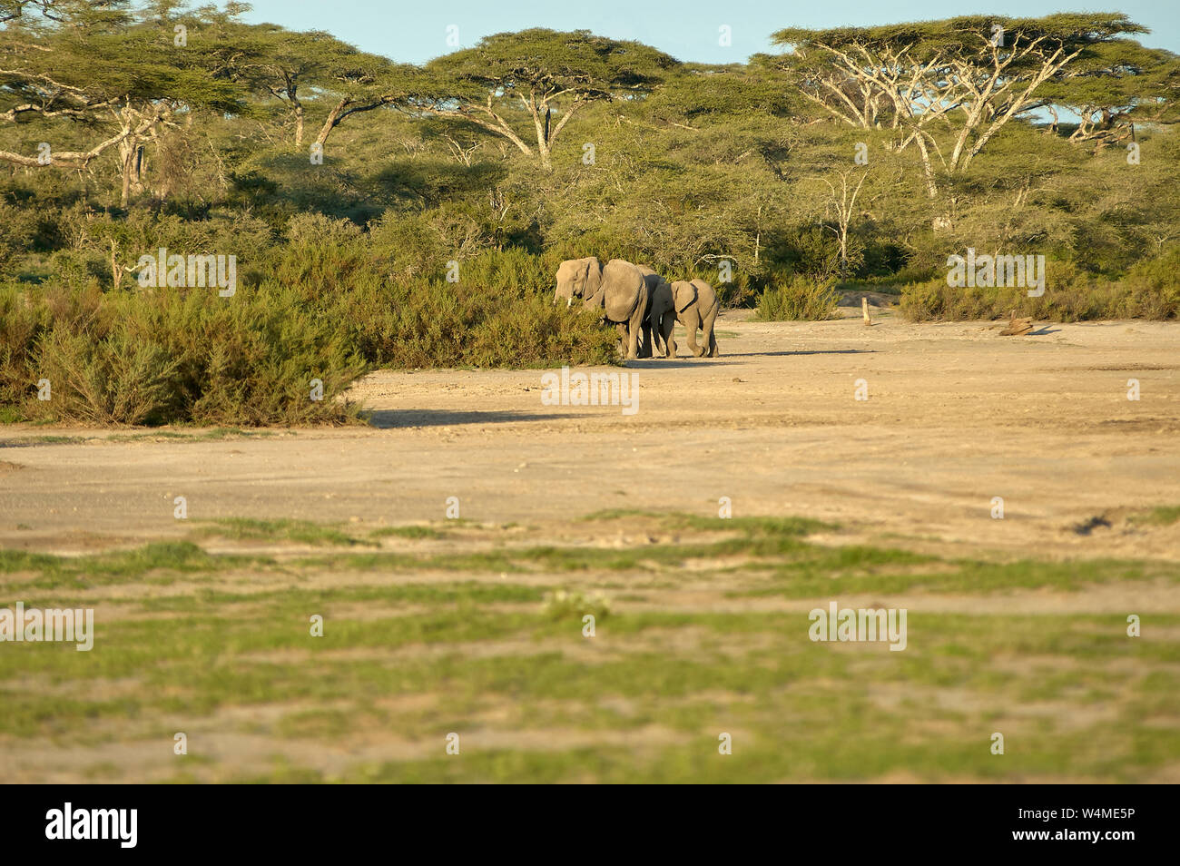 Elephant approaching group hi-res stock photography and images - Alamy