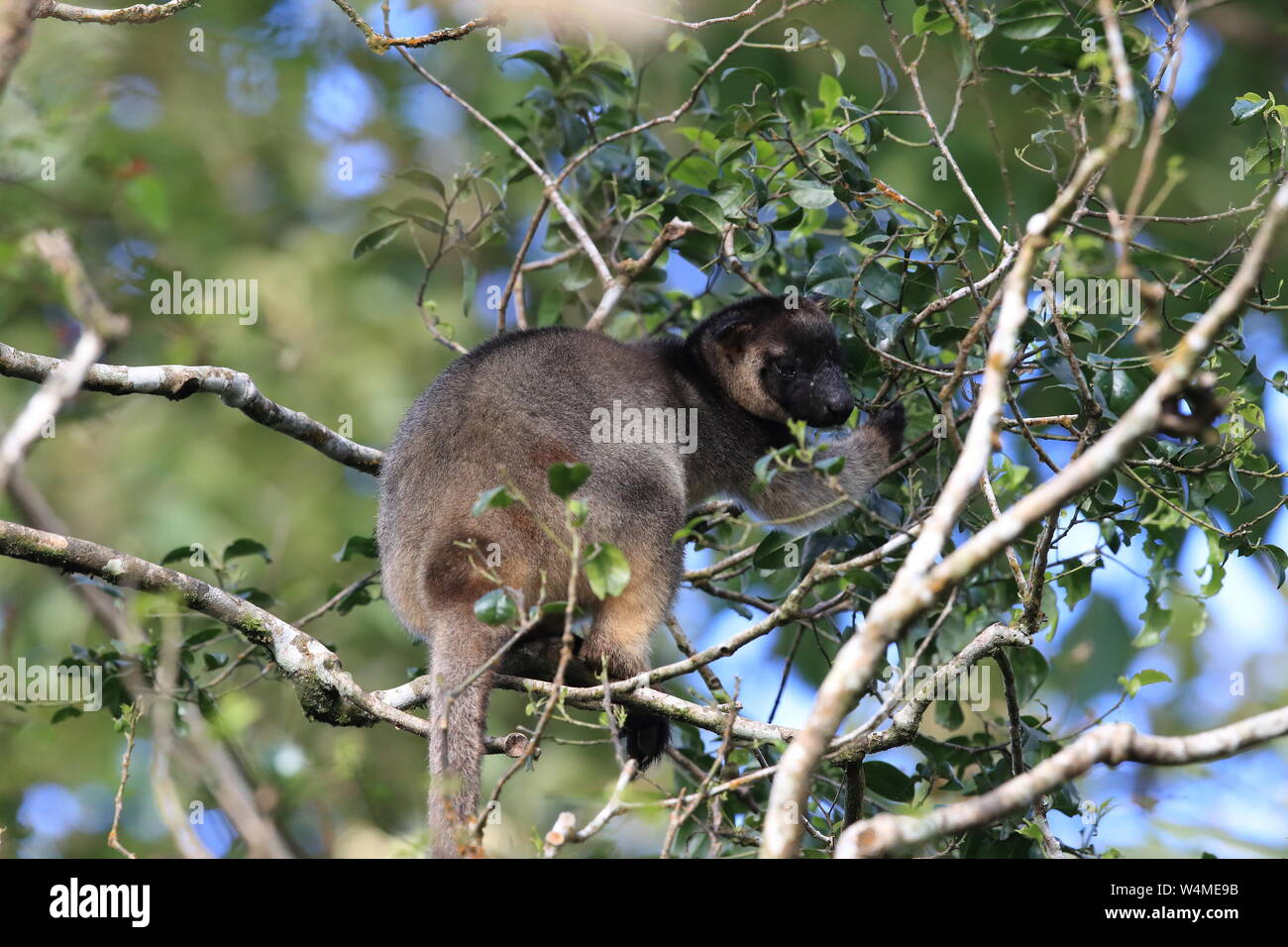 A Bennett's tree kangaroo rests high in a tree in a dry forest ...