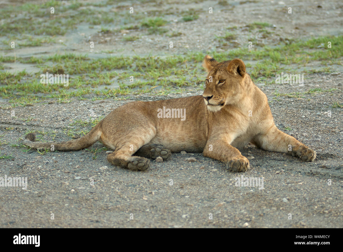 A young lion attentively watching the surroundings Stock Photo - Alamy