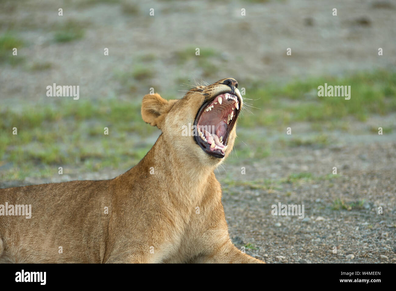 Yawing lion hi-res stock photography and images - Alamy