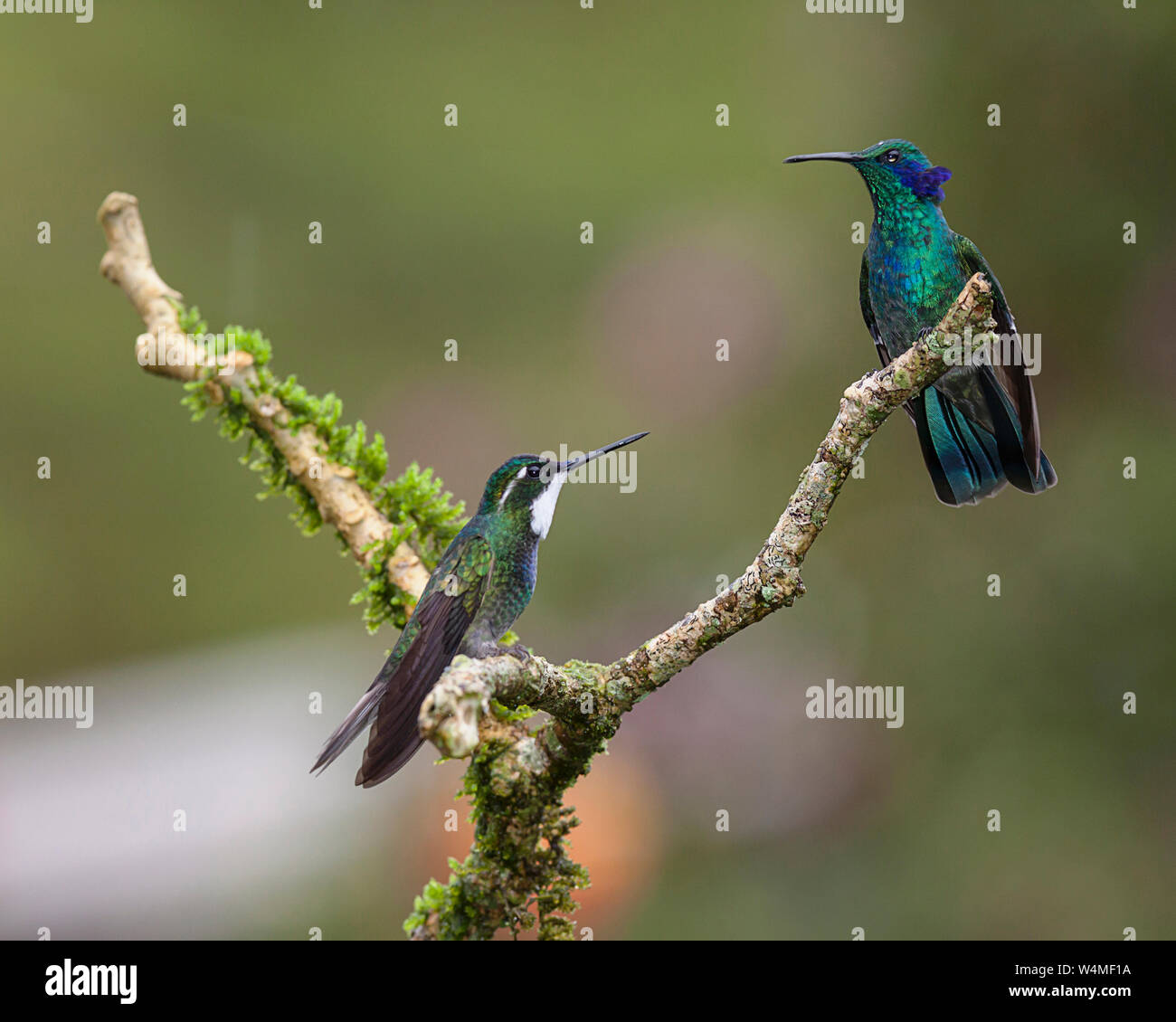 Animals, Birds, A male Green Violetear Hummingbird, Colibri thalassinus ...