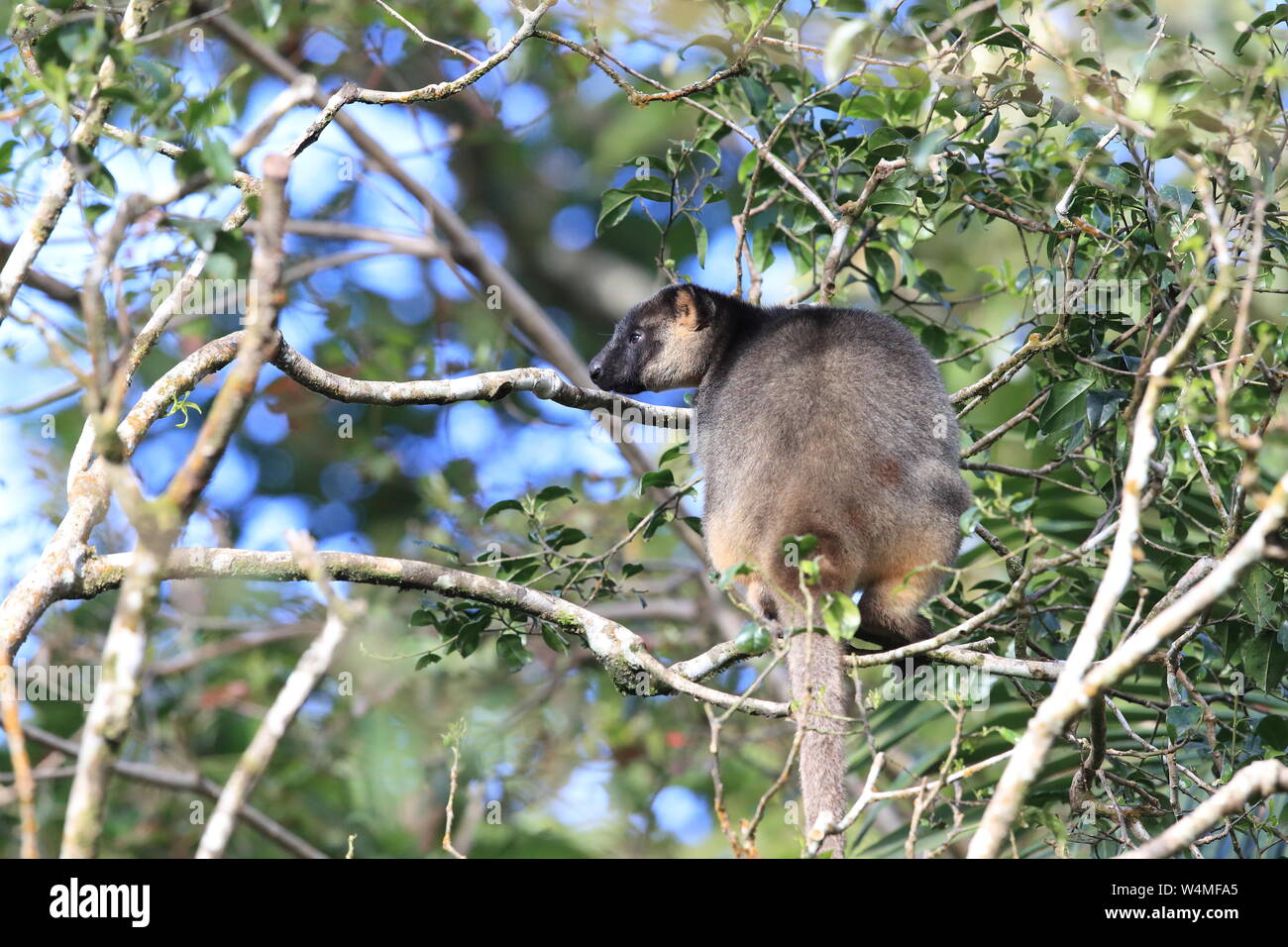 Bennetts tree kangaroo hi-res stock photography and images - Alamy