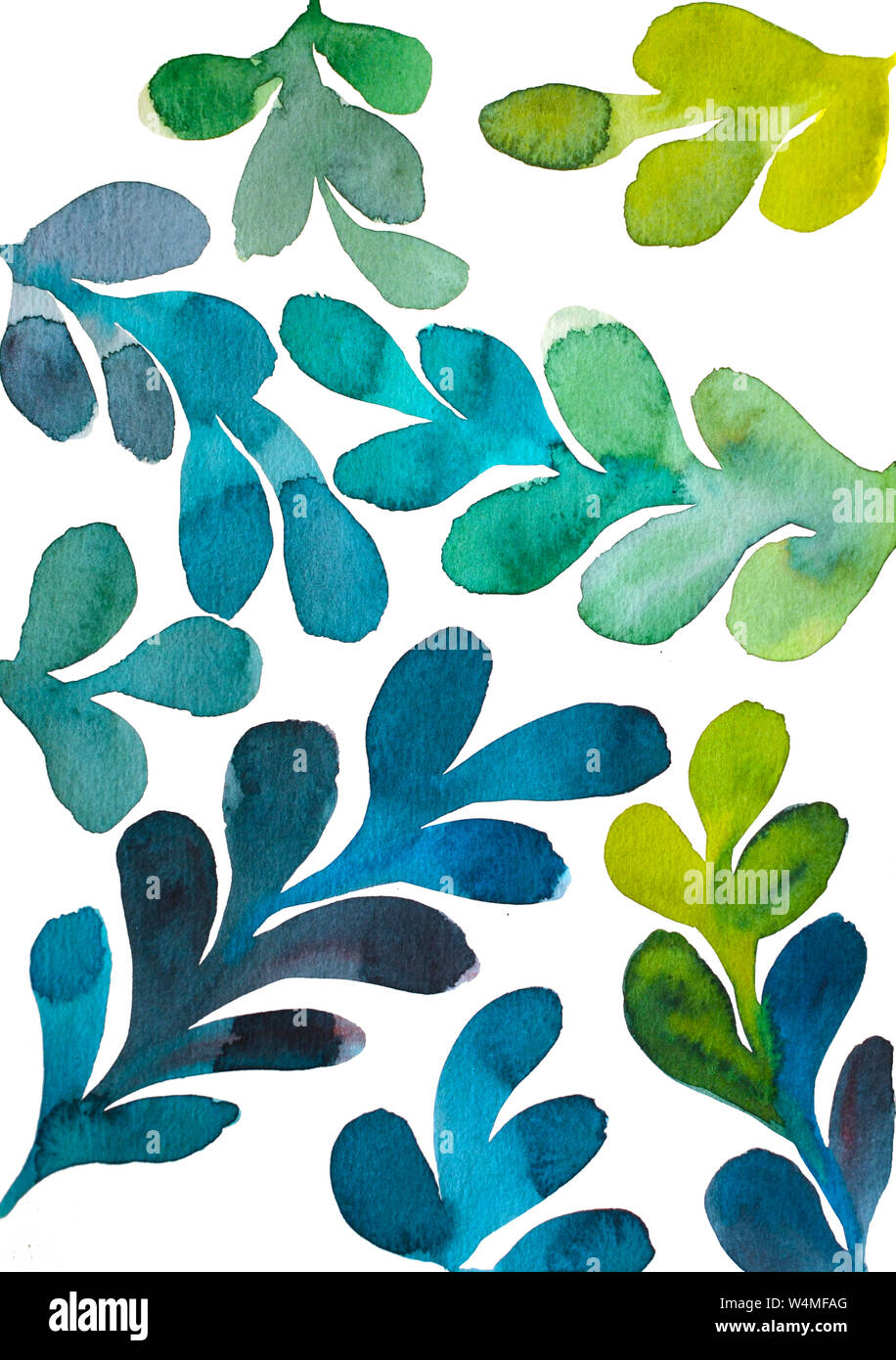 Ash tree botanical drawing hi-res stock photography and images - Alamy