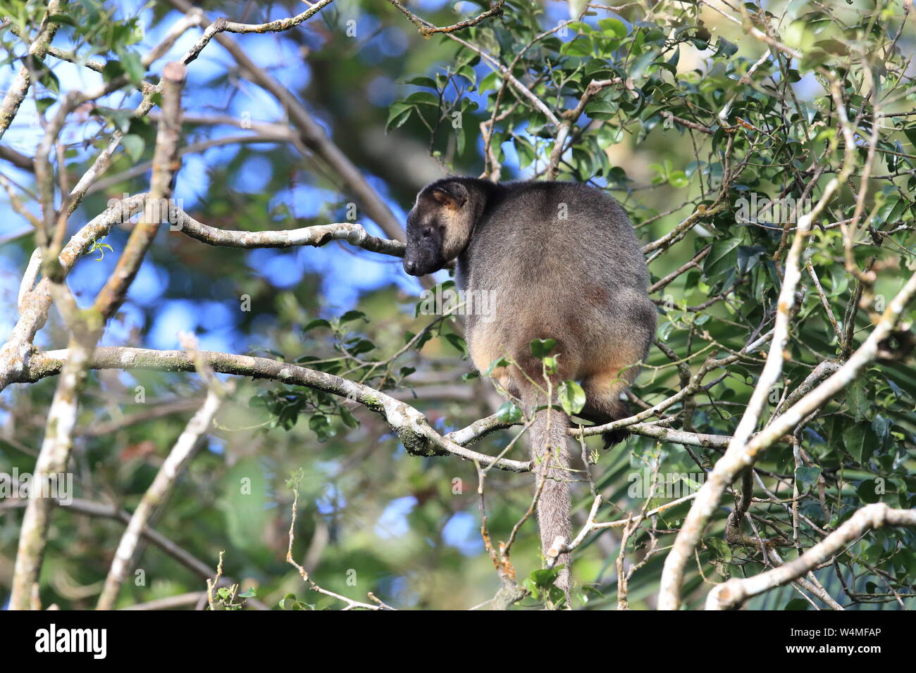 A Bennett's tree kangaroo rests high in a tree in a dry forest ...