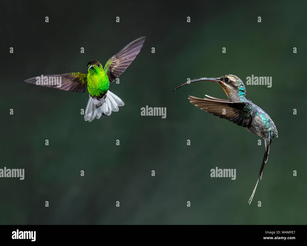 Animals, Birds, A Green Hermit Hummingbird, Phaethornis guy, and a ...