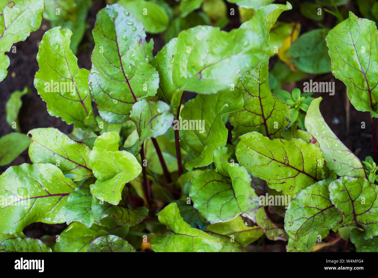 Green beet tops grow from the ground in the home garden Stock Photo - Alamy
