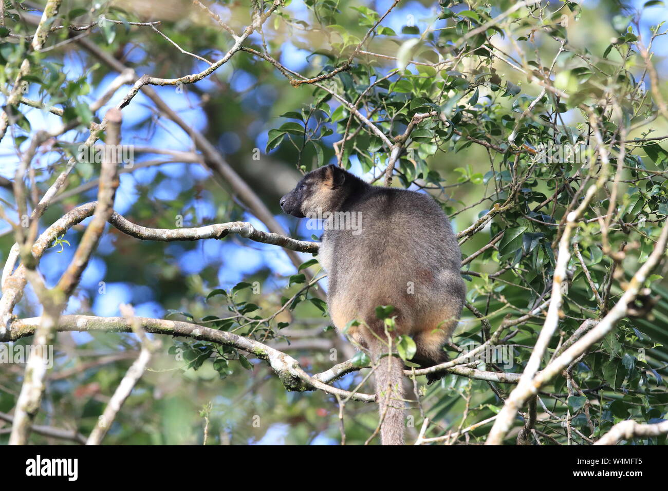 A Bennett's tree kangaroo rests high in a tree in a dry forest ...