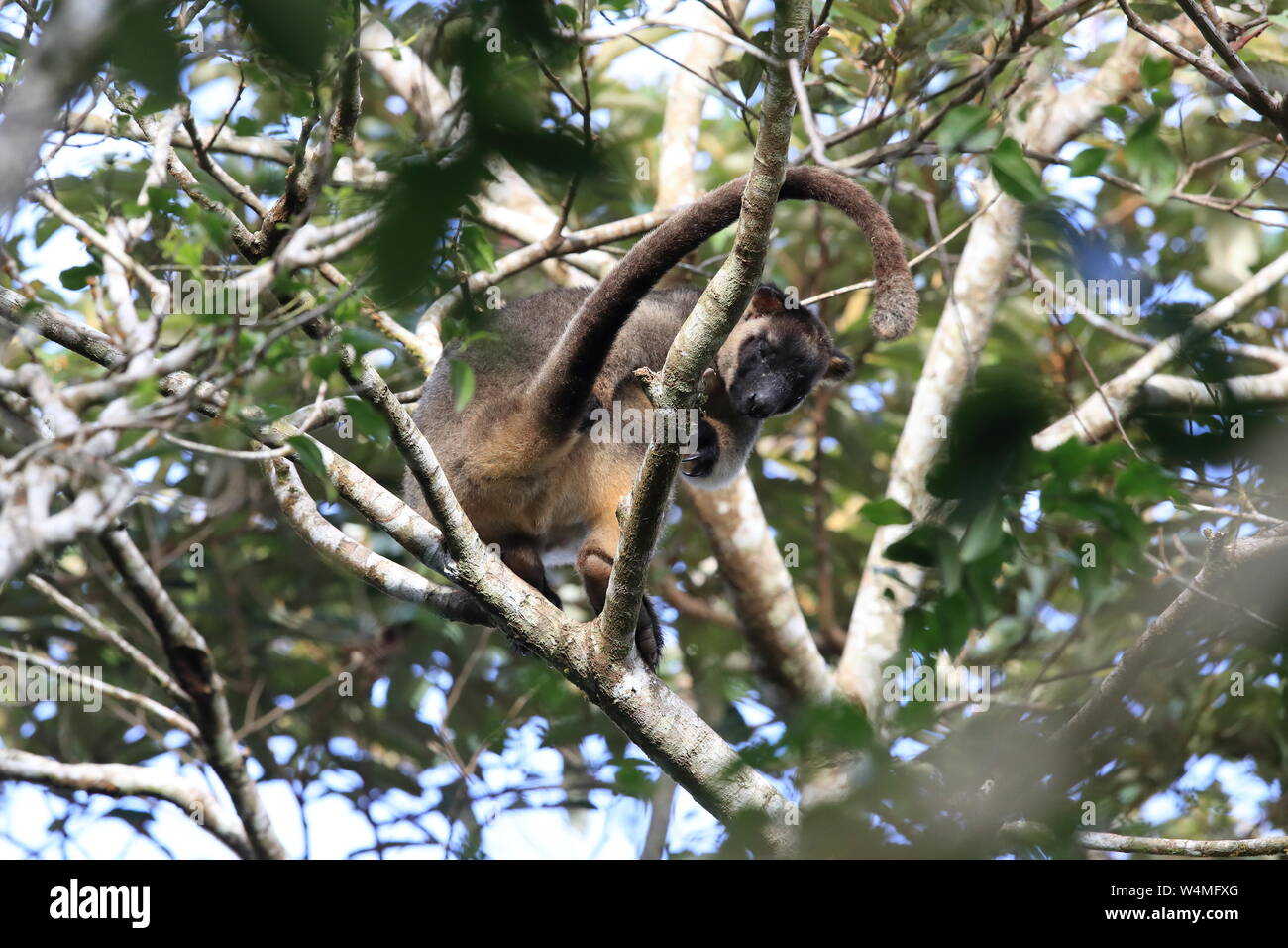 Bennett’s tree kangaroo hi-res stock photography and images - Alamy