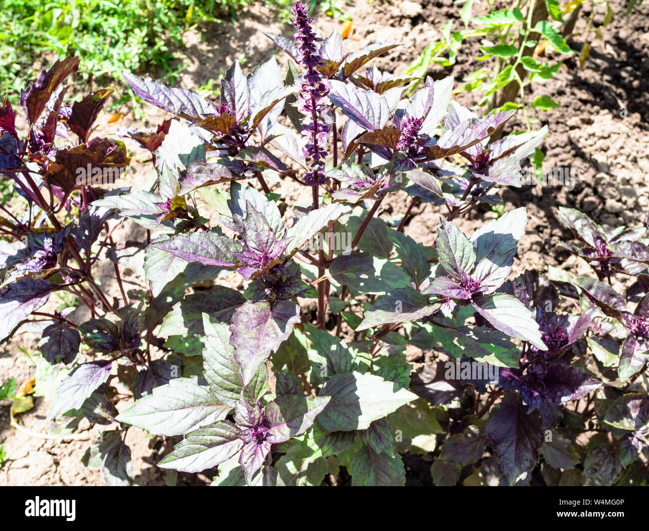 Purple Basil Plant High Resolution Stock Photography and Images - Alamy