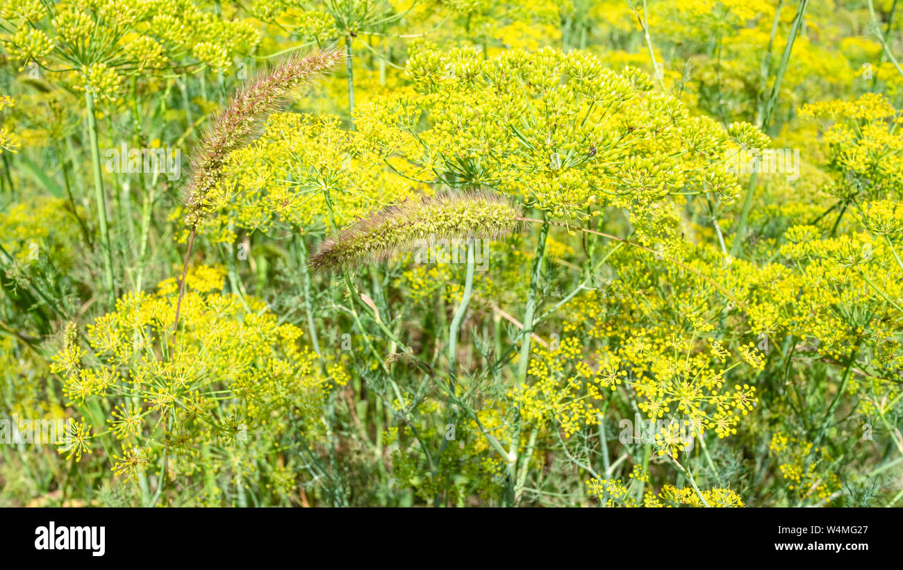 natural background - panoramic view of blossoming dill herbs in ...
