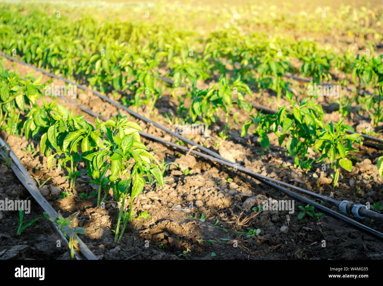 Drip irrigation farm hi-res stock photography and images - Alamy