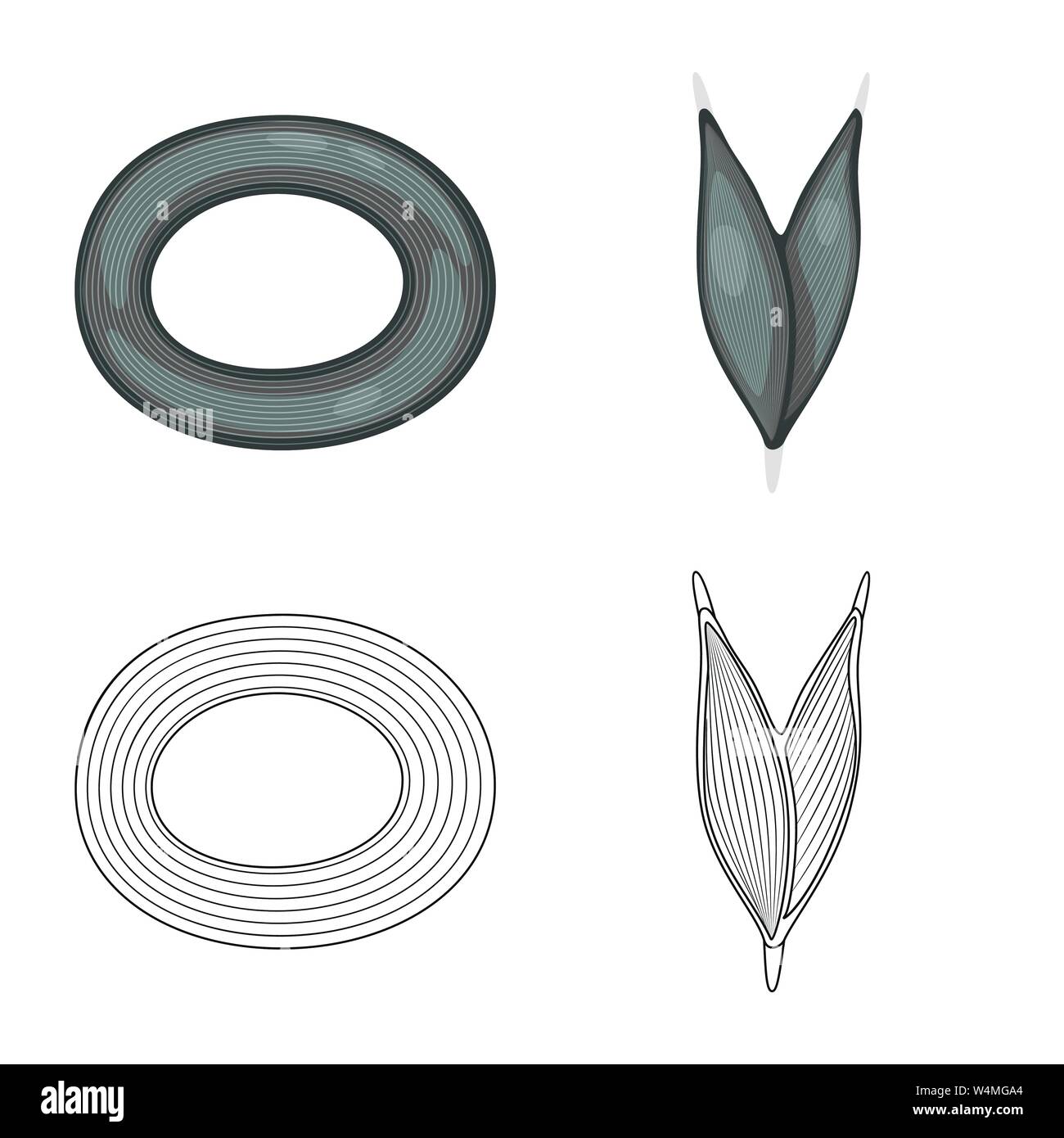 Vector illustration of fiber and muscular sign. Set of fiber and body ...