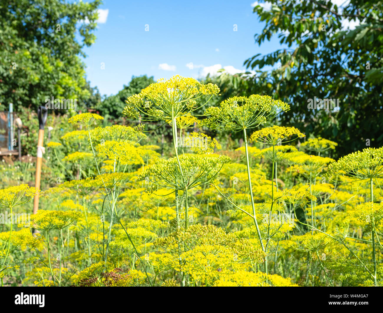 Fennel garden hi-res stock photography and images - Alamy