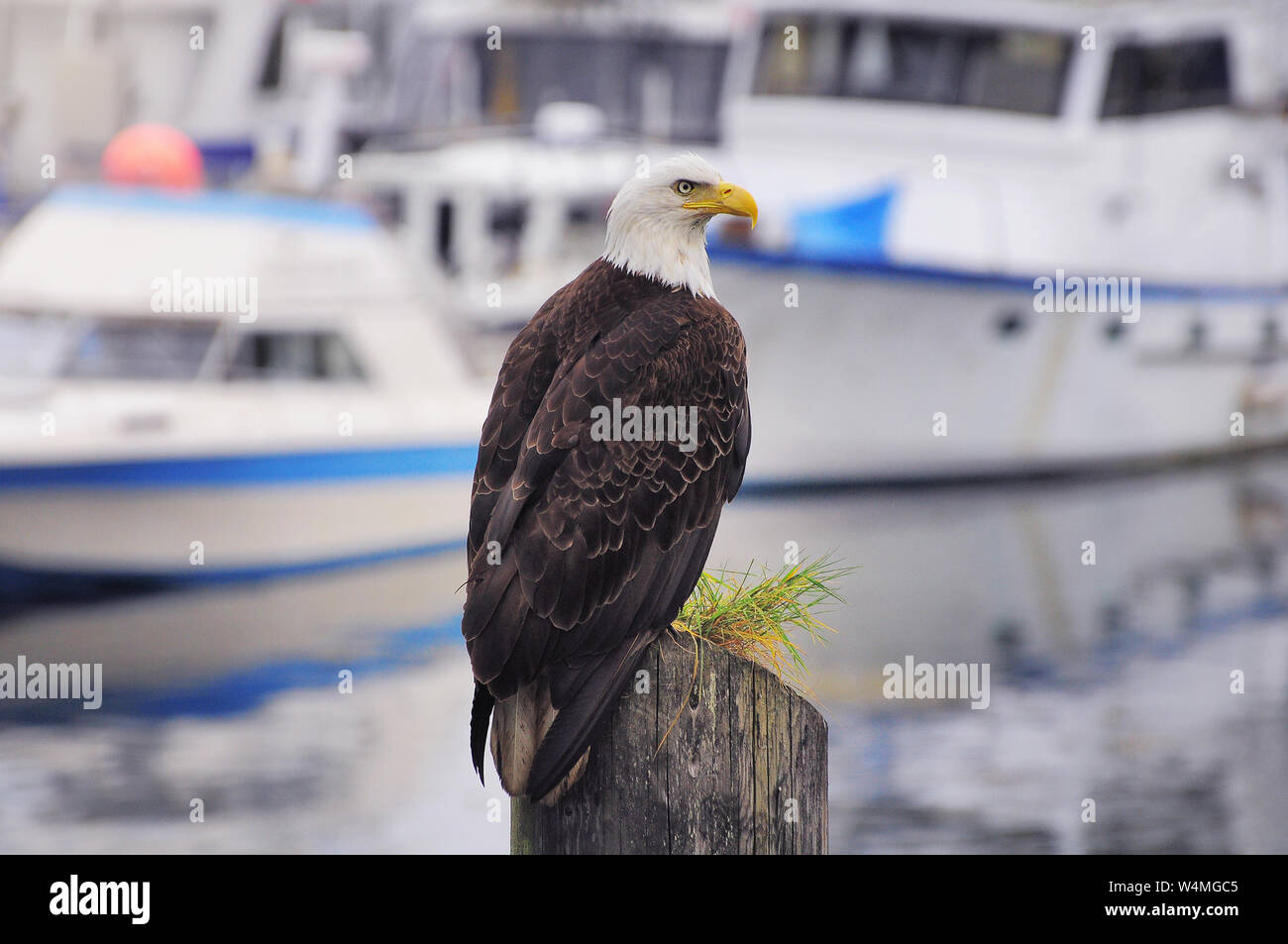 Bald eagle on port background at day time Stock Photo - Alamy
