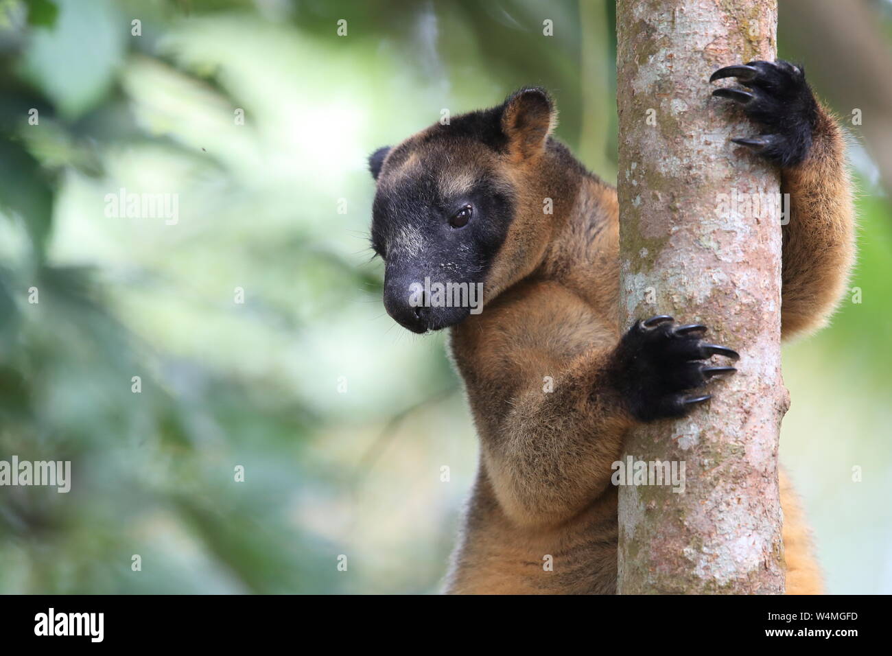 Bennett's tree-kangaroo (Dendrolagus bennettianus) rests high in a tree ...