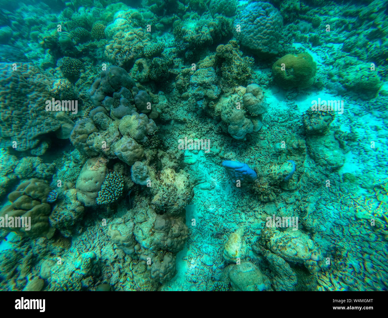 In this unique photo you can see the underwater world of the Pacific ...