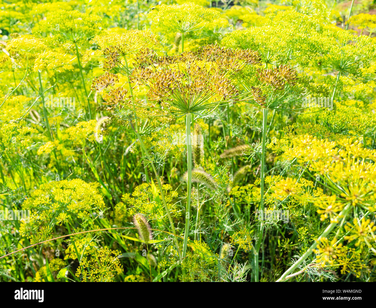 natural background - ripe dill herbs in overgrown garden on summer day ...