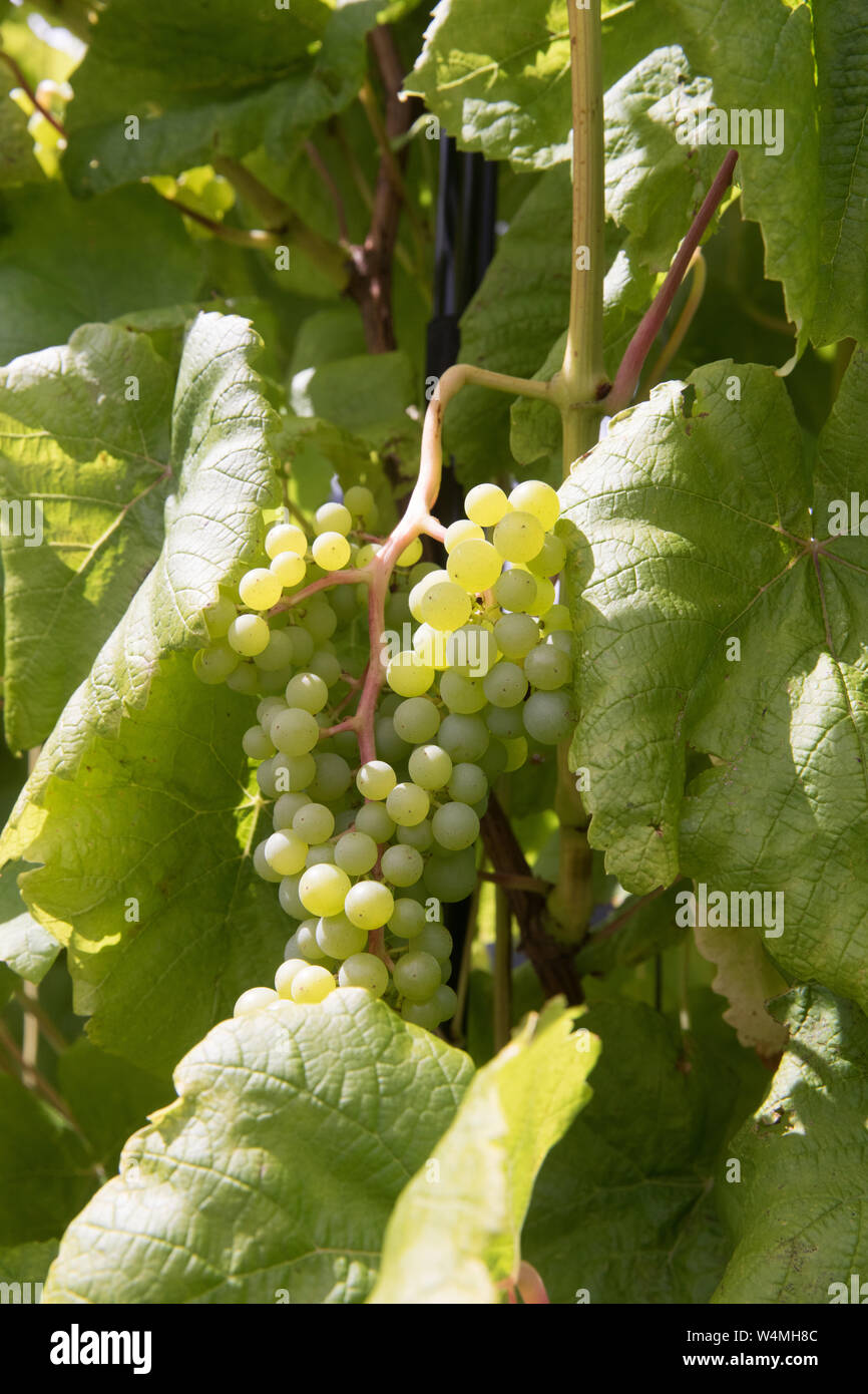 Grape strand hi-res stock photography and images - Alamy