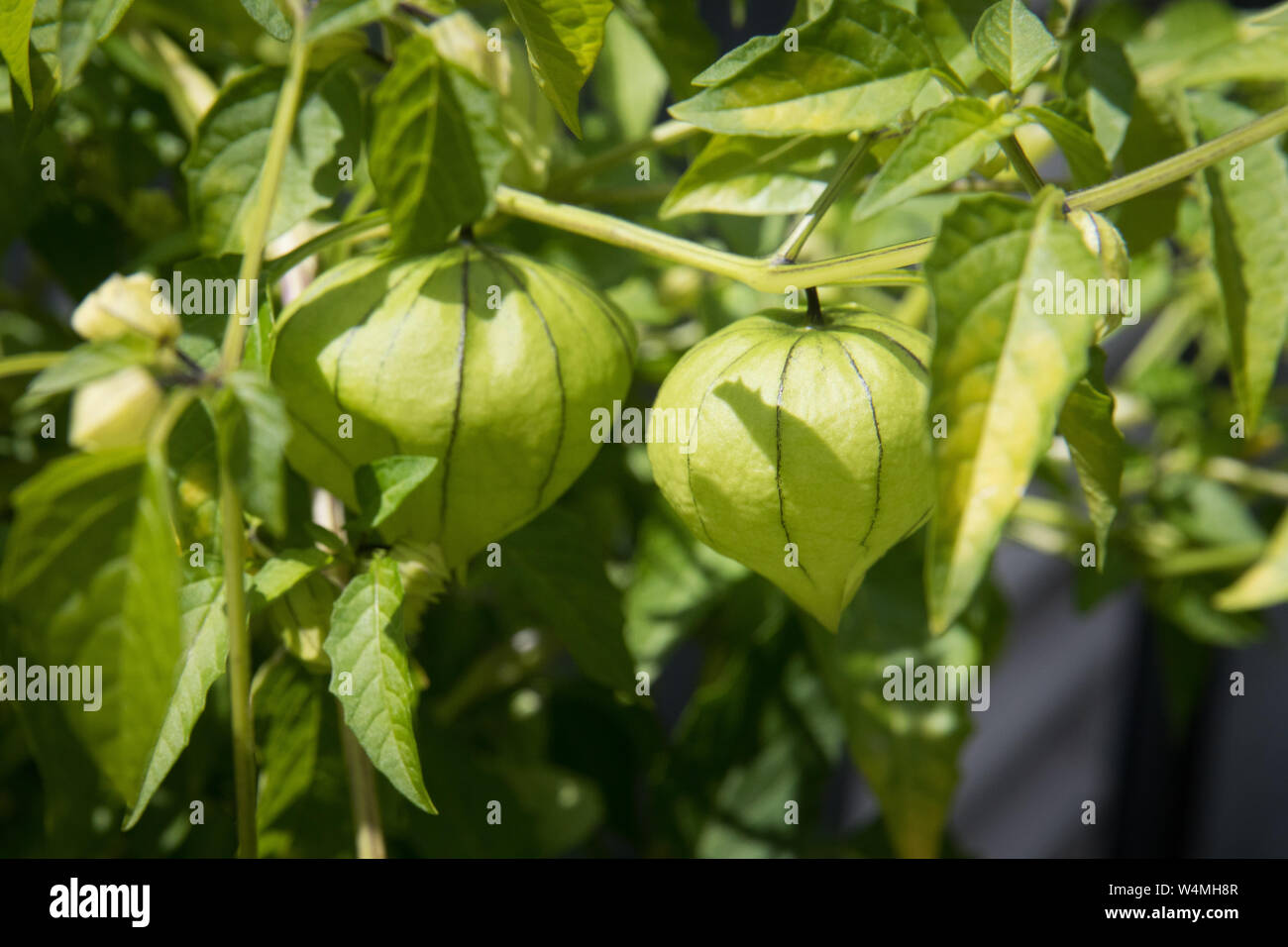 Coutts The Strand High Resolution Stock Photography and Images - Alamy