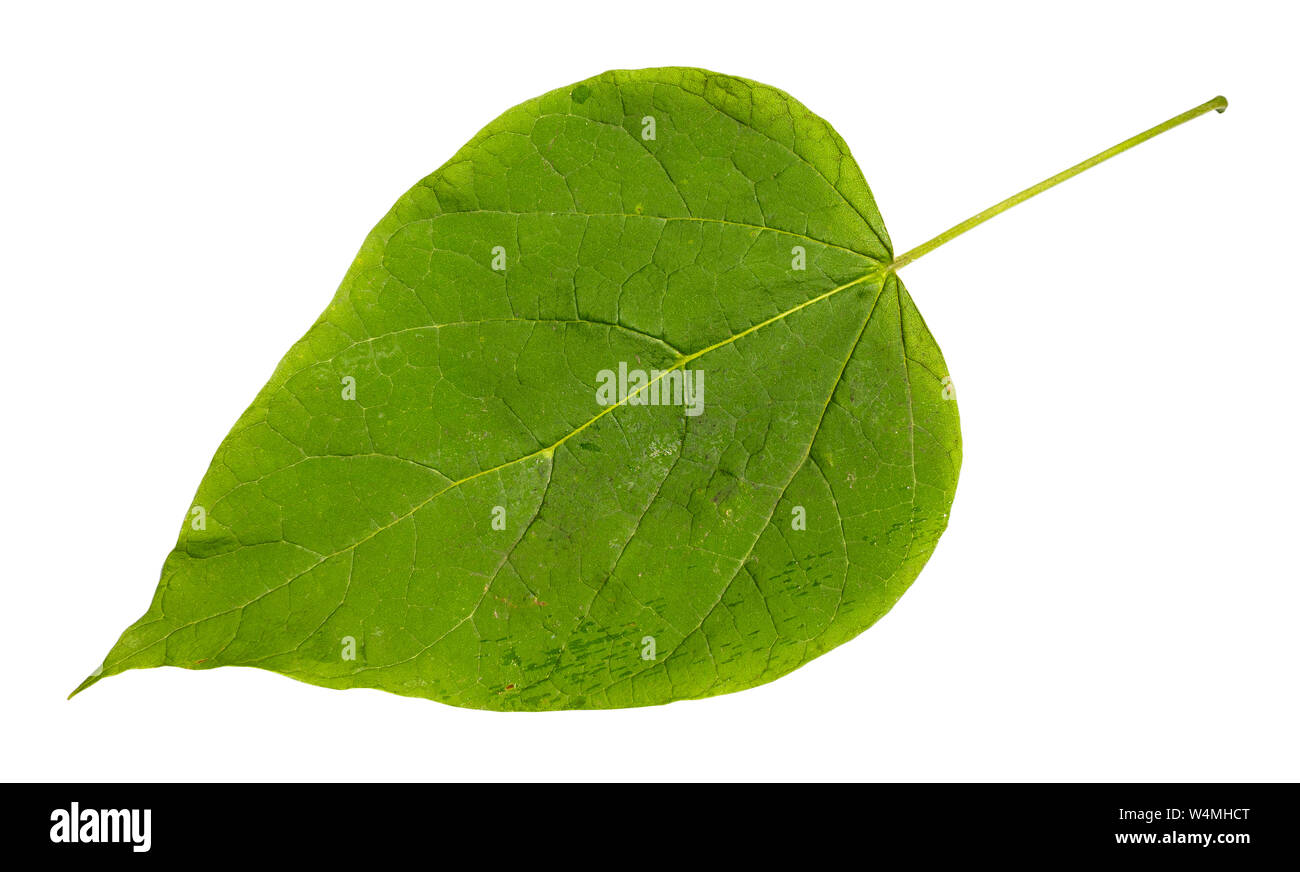 fresh green leaf of catalpa (catalpa bignonioides, southern catalpa ...