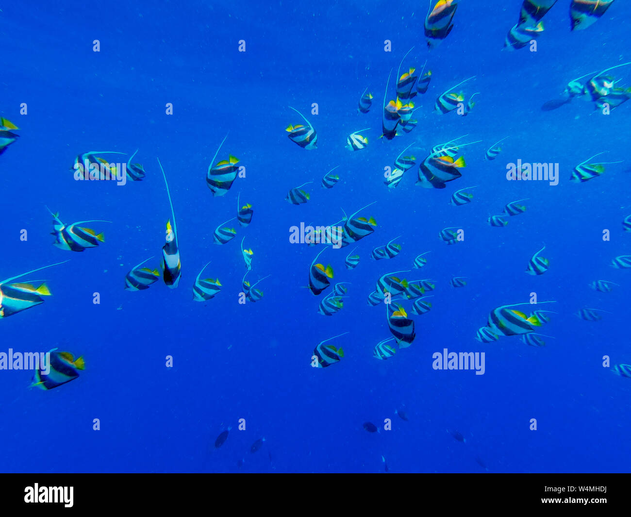 Maldives fishes fish hi-res stock photography and images - Alamy