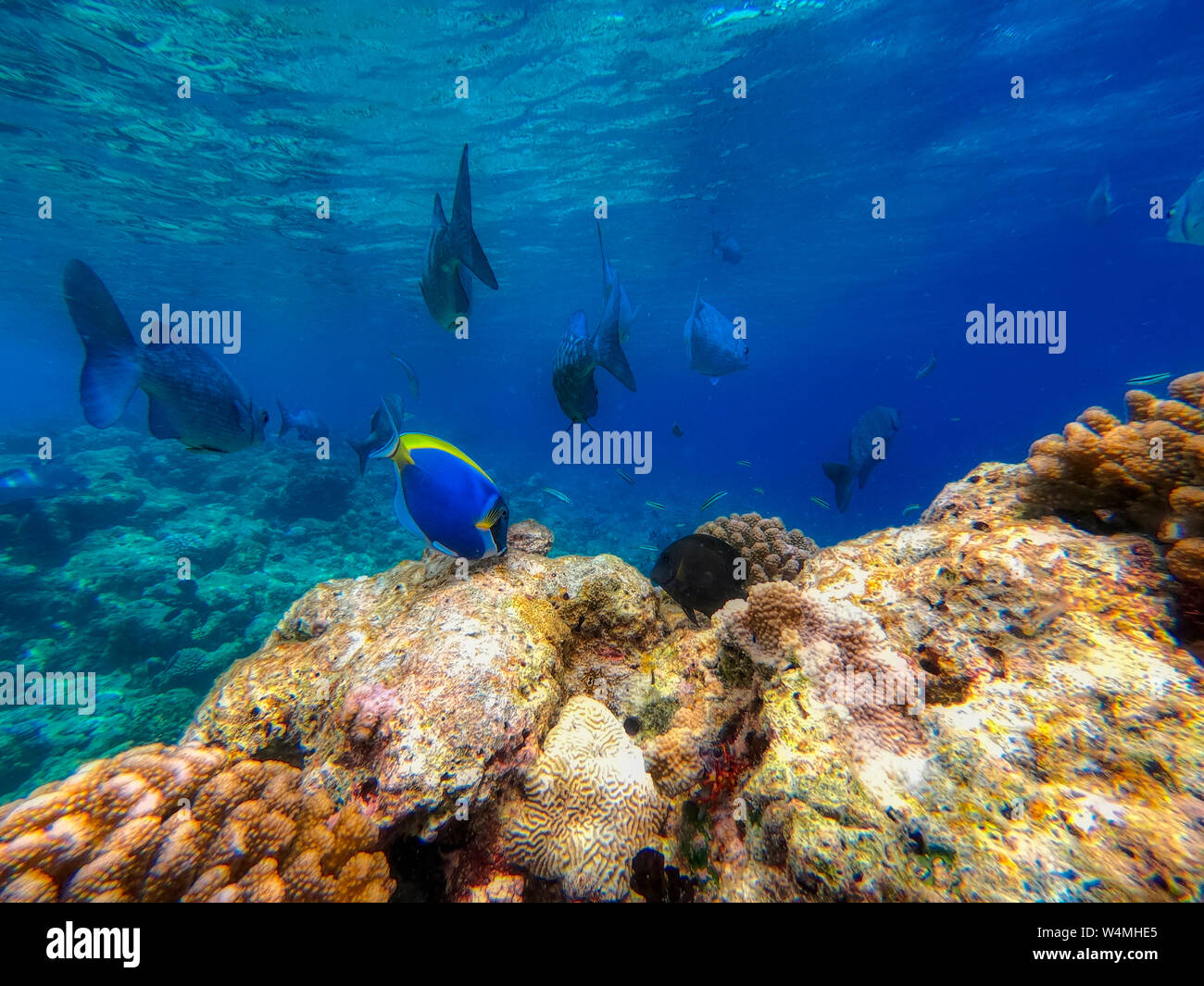 Cramp Fish High Resolution Stock Photography and Images - Alamy