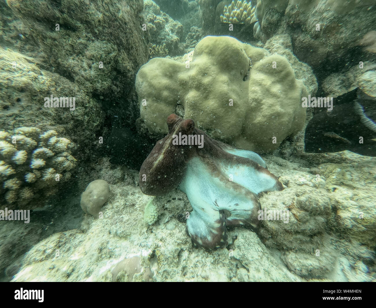 Octopus octopus vulgaris aquarium hi-res stock photography and images ...