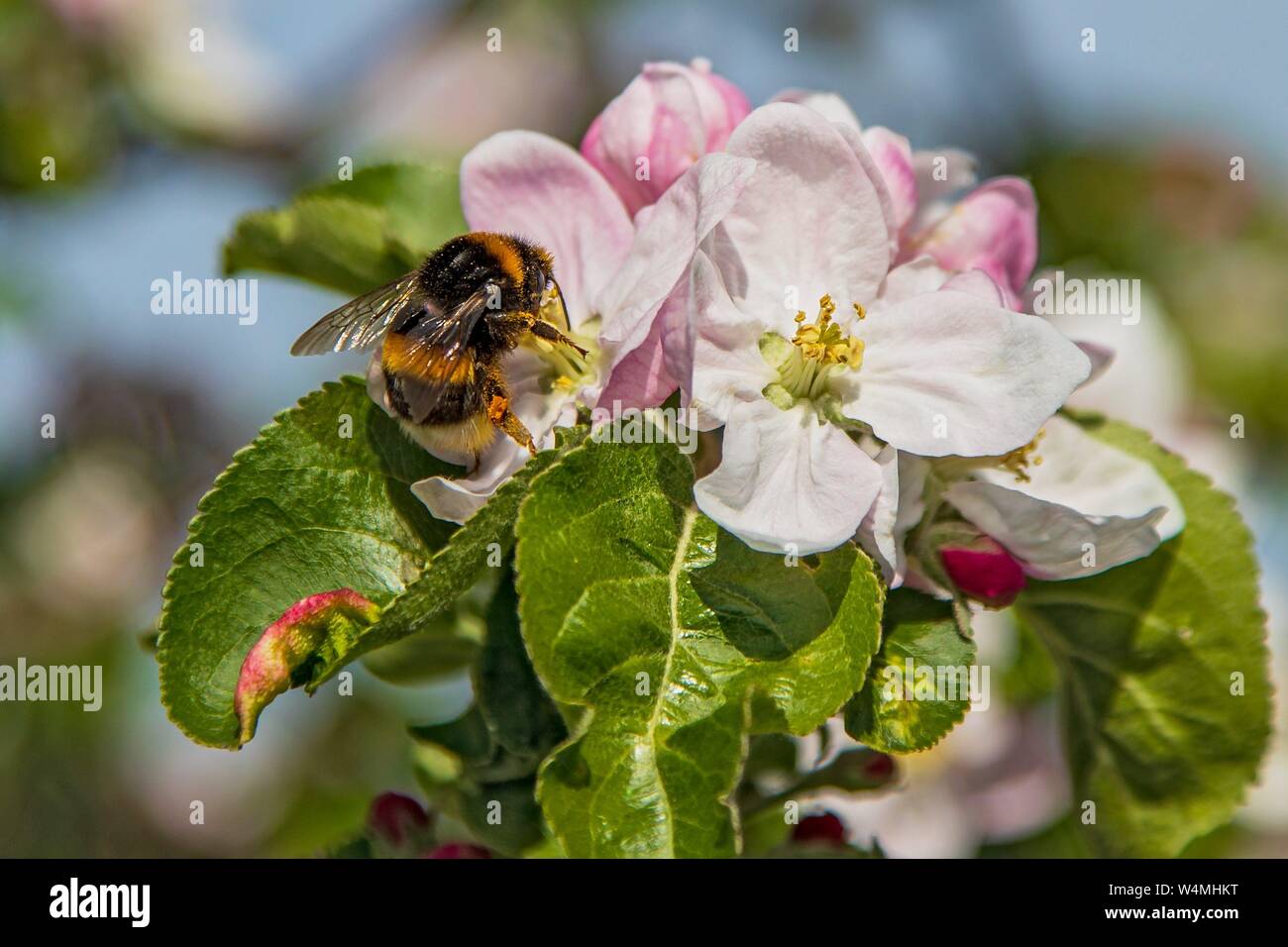Buff-tailed bumble bee (Bombus terrestris) worker collecting nectar ...