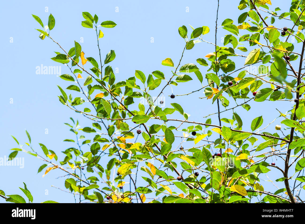 Dried cherry tree leaf hi-res stock photography and images - Alamy