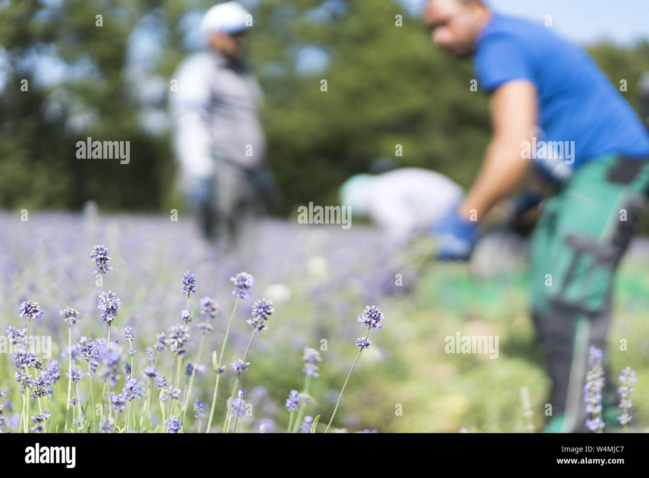 unique Lavender Field in Detmold Fromhausen, Germany: Migrant workers ...