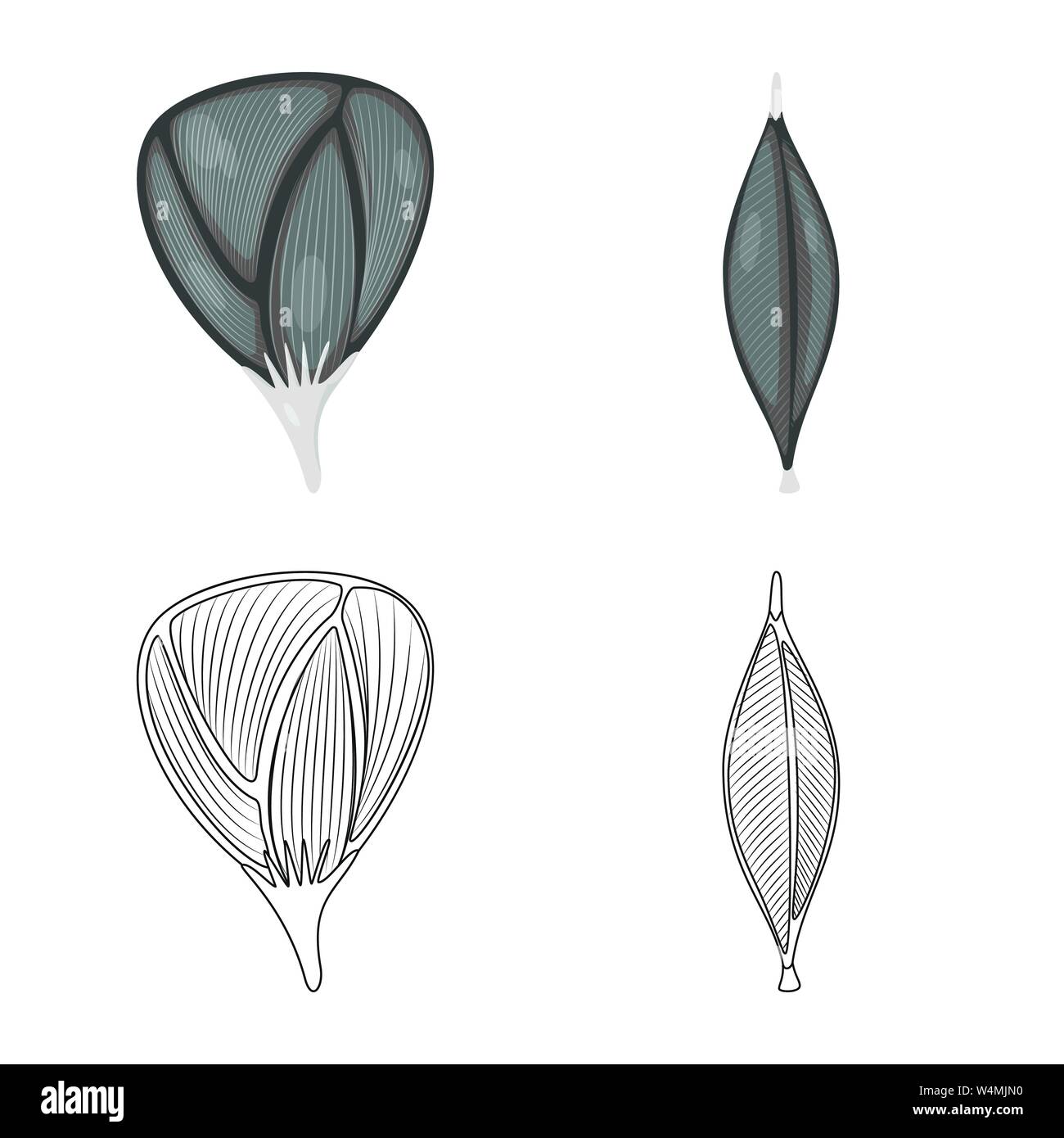 Vector illustration of fiber and muscular icon. Set of fiber and body ...