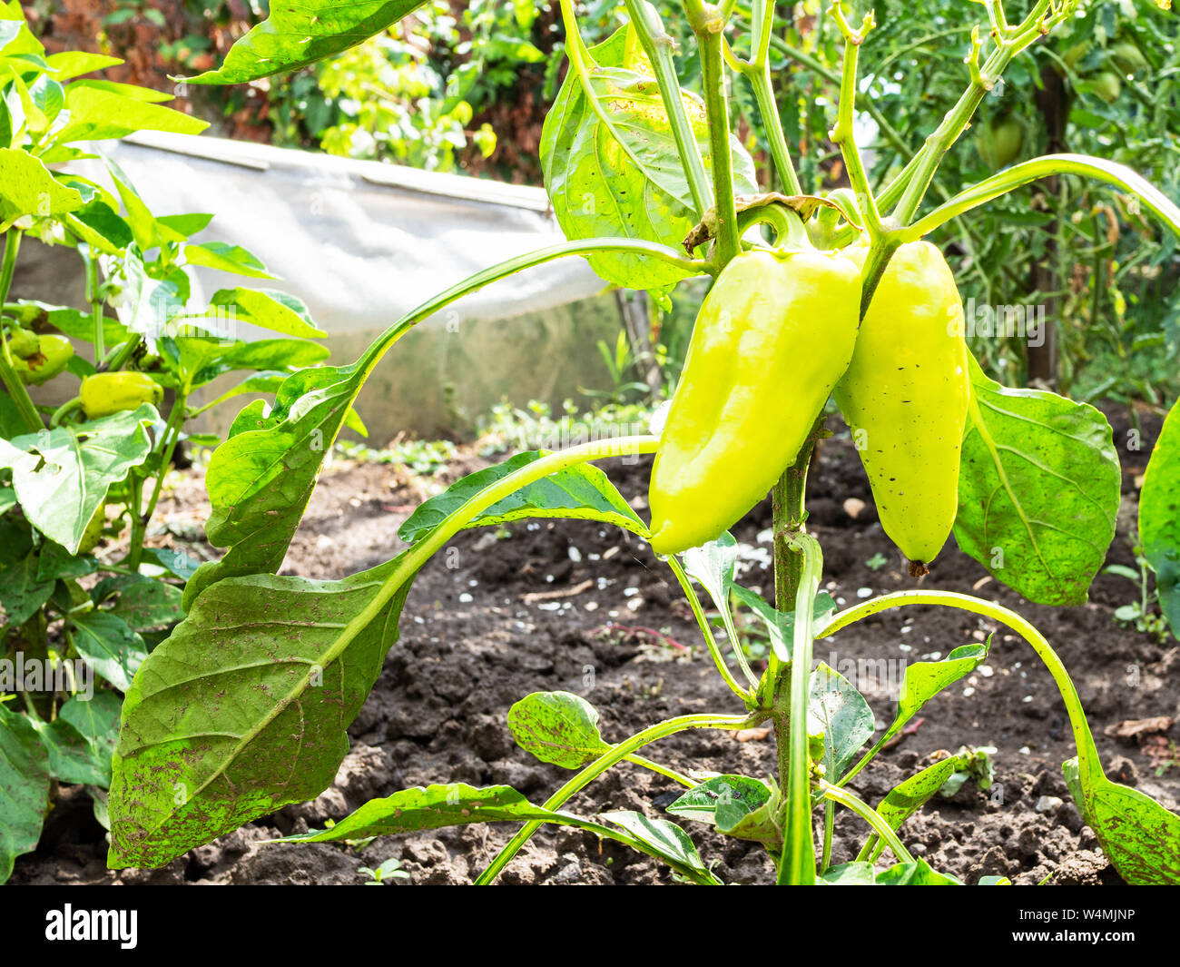 Green bell pepper growing on hi-res stock photography and images - Alamy