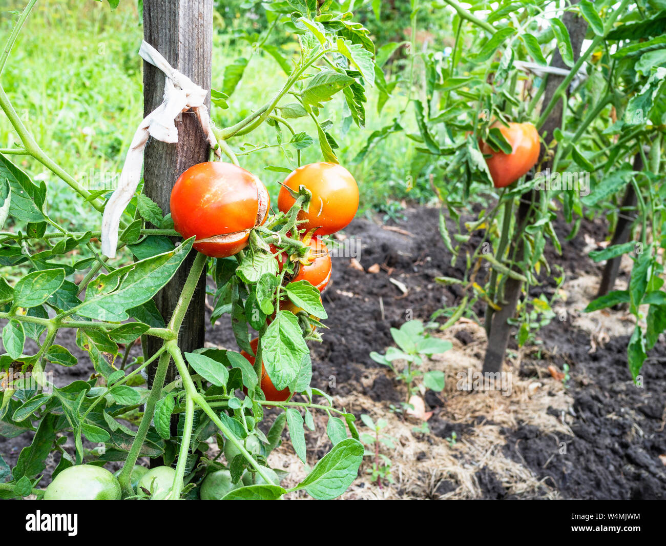 bushes with red ripe tomato fruits near wooden stakes outdoors in ...