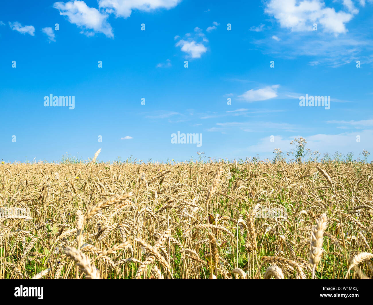 rural landscape - blue sky over wheat field in summer in Kuban region ...