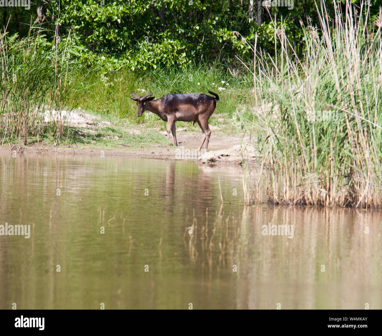 Fallow me hi-res stock photography and images - Alamy