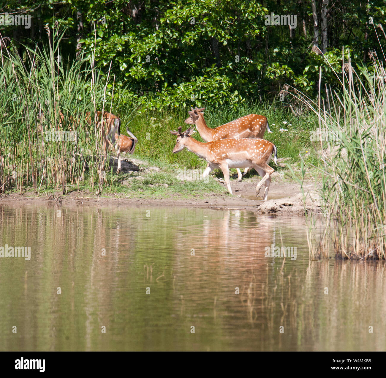 Fallow me hi-res stock photography and images - Alamy