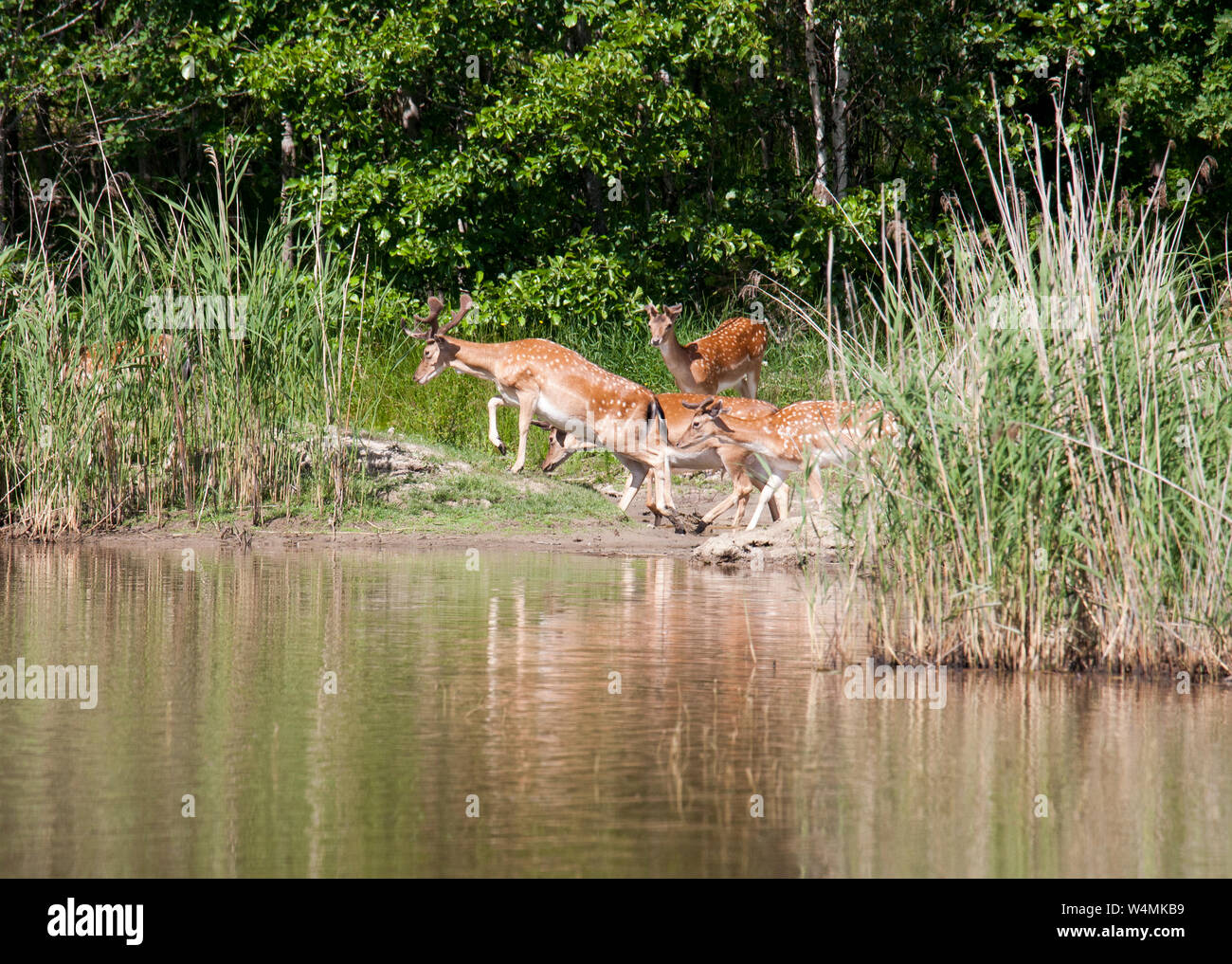 Water dama hi-res stock photography and images - Alamy