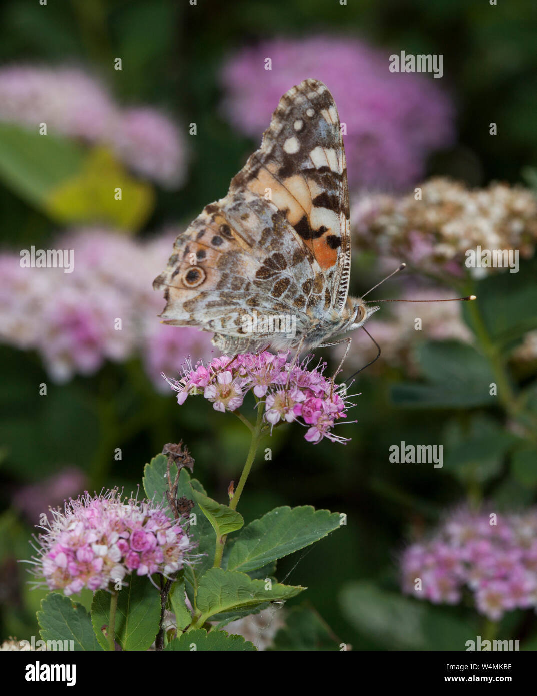 VANESSA CARDUI Cynthia cardui on flower one of most widespread,elderly ...