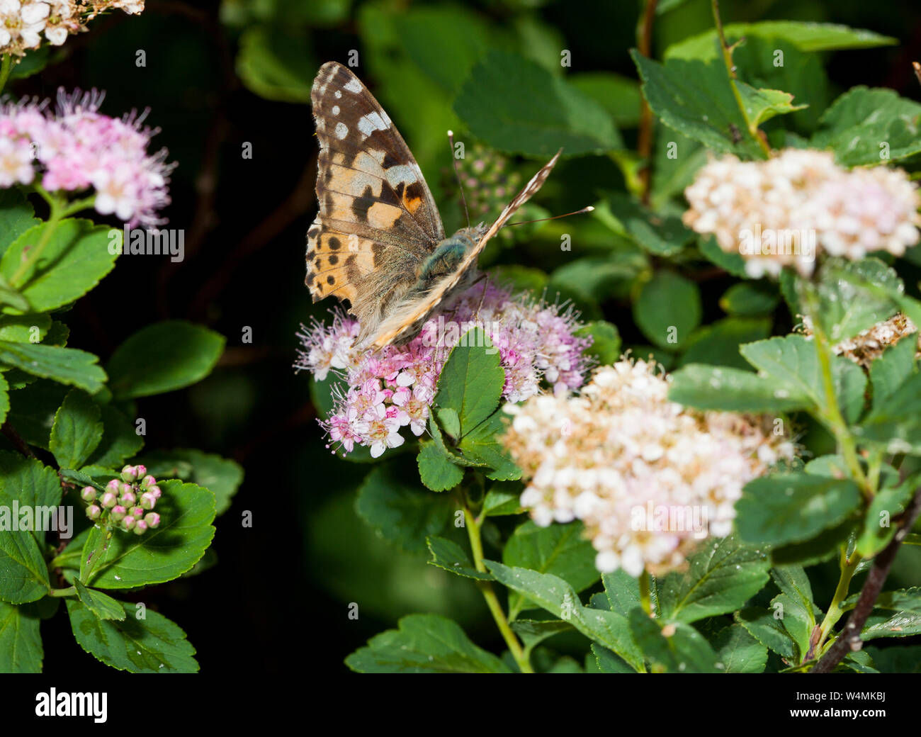 VANESSA CARDUI Cynthia cardui on flower one of most widespread,elderly ...