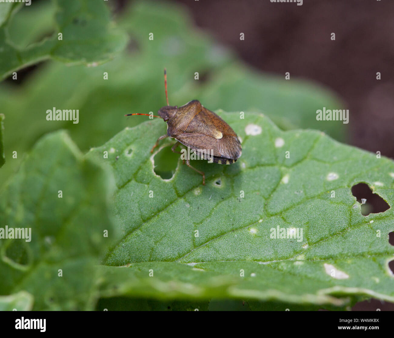 The bugs hi-res stock photography and images - Alamy