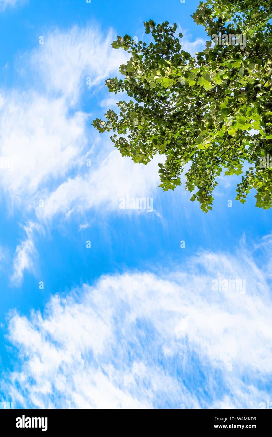 natural background - bottom view of green foliage of white poplar tree ...