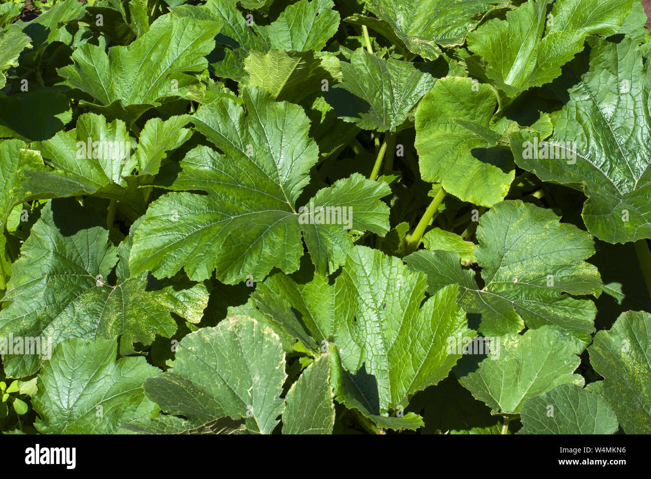 Zucchini seedling growing on a vegetable bed. Cultivation and planting ...