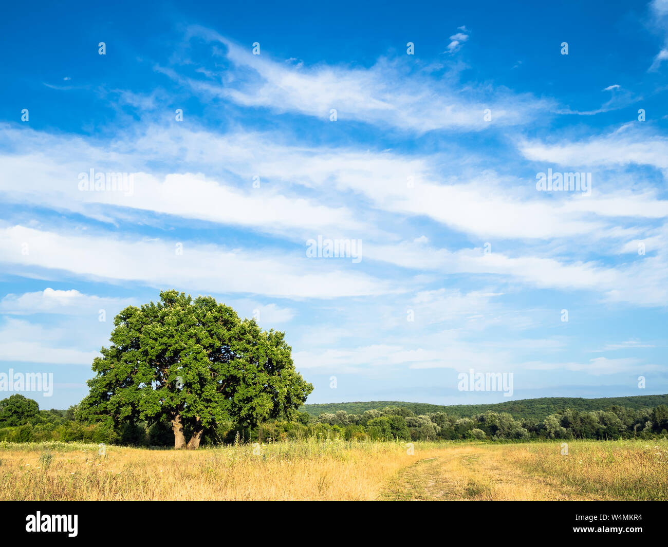 natural background - blue sky with white clouds over oak tree on meadow ...
