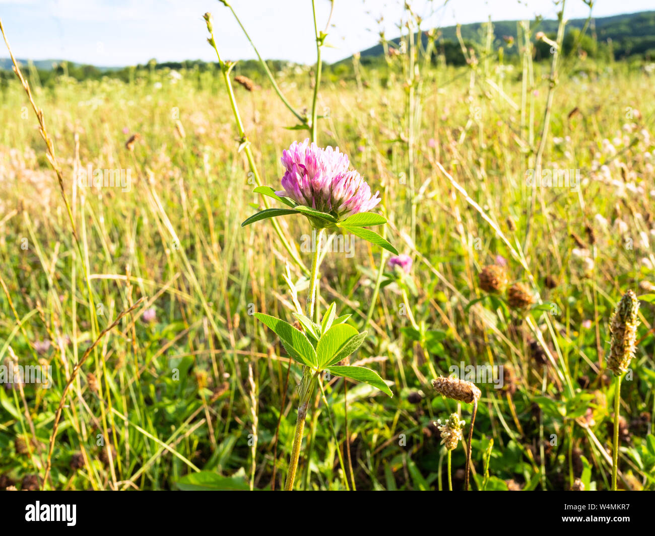 natural background - pink clover close-up on meadow at summer sunset in ...
