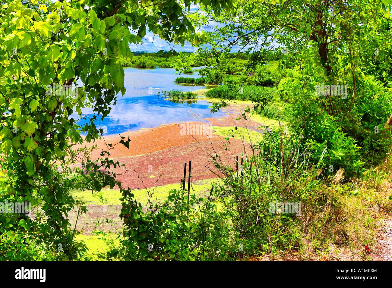 Murky swamp hi-res stock photography and images - Alamy